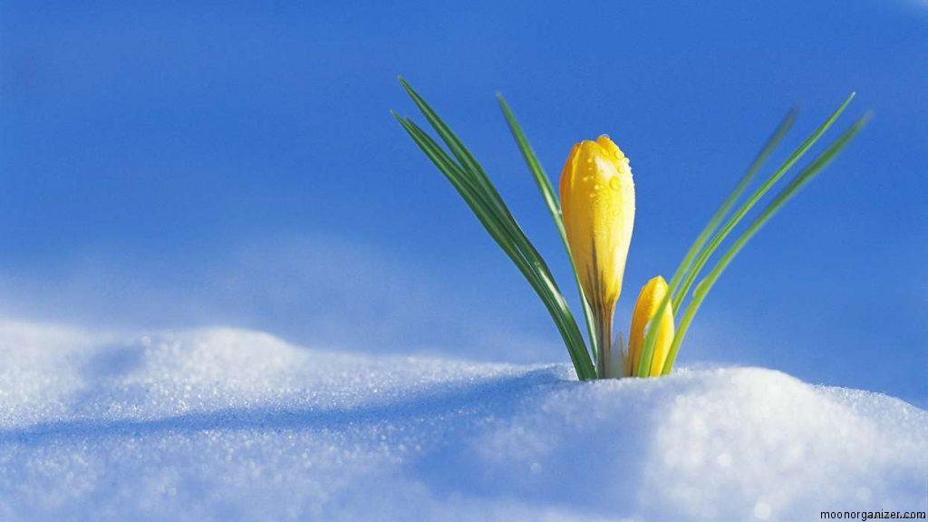 Lunar cycle phases - organize your life with Moon now