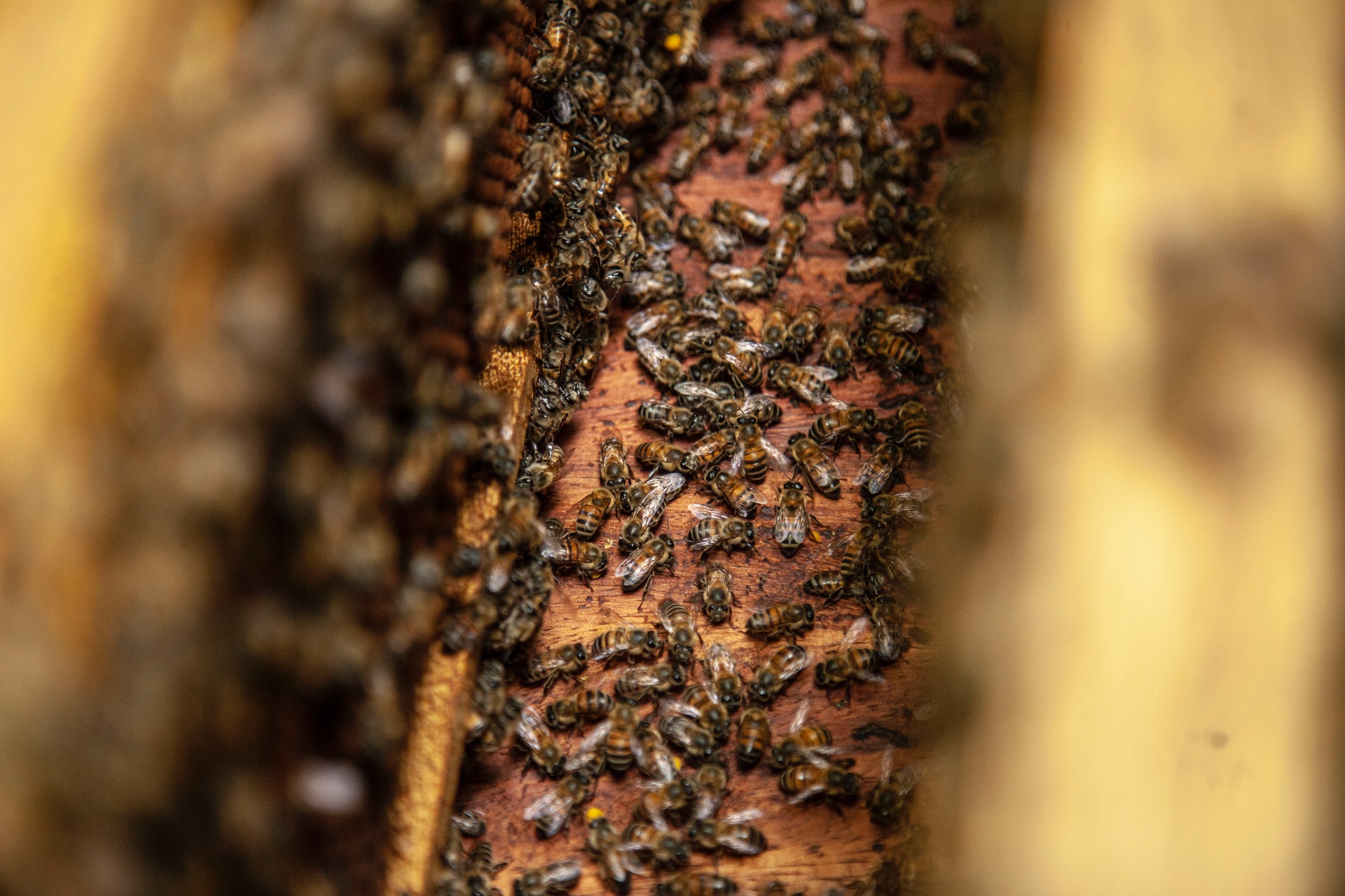 Signs That Your Home Is Infested With Bees - Moon Organizer