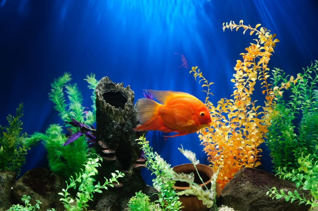 How To Properly Take Care Of Your Fish To Keep Them Healthy